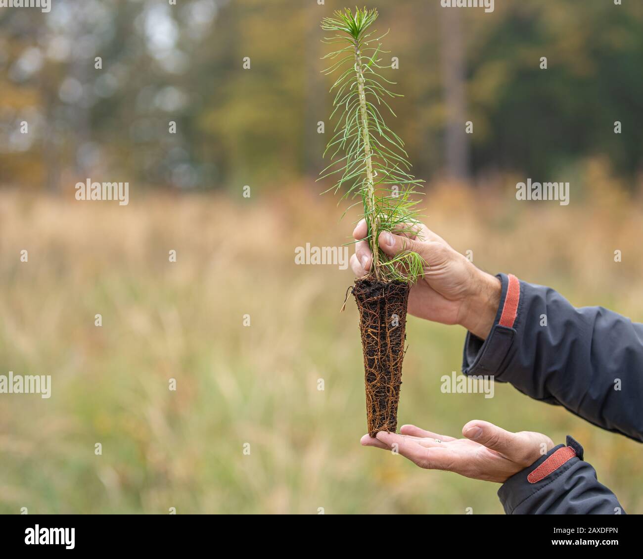 young trees with spices for forest recovery Stock Photo - Alamy