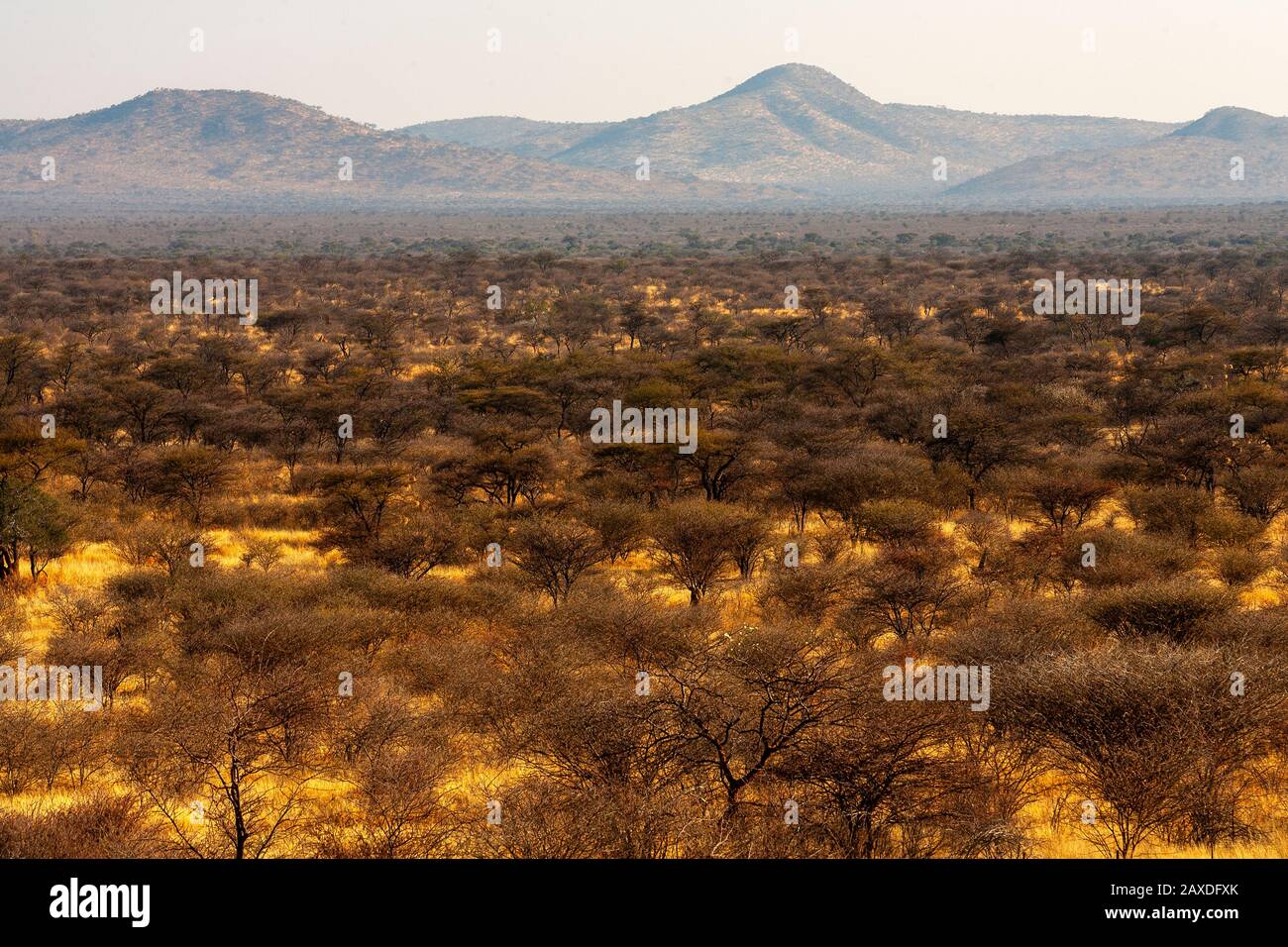 African bush near Outjo town, Northern Namibia Stock Photo - Alamy