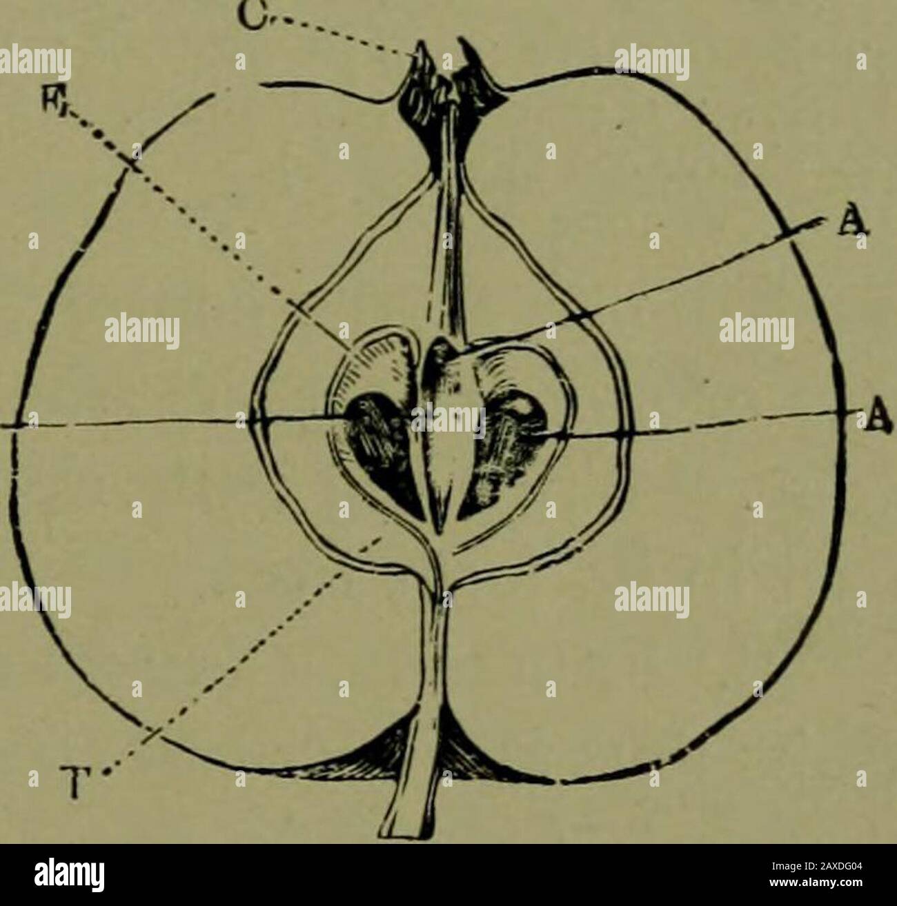 Plants and their ways in South Africa . through a Goose-berry ; the ...
