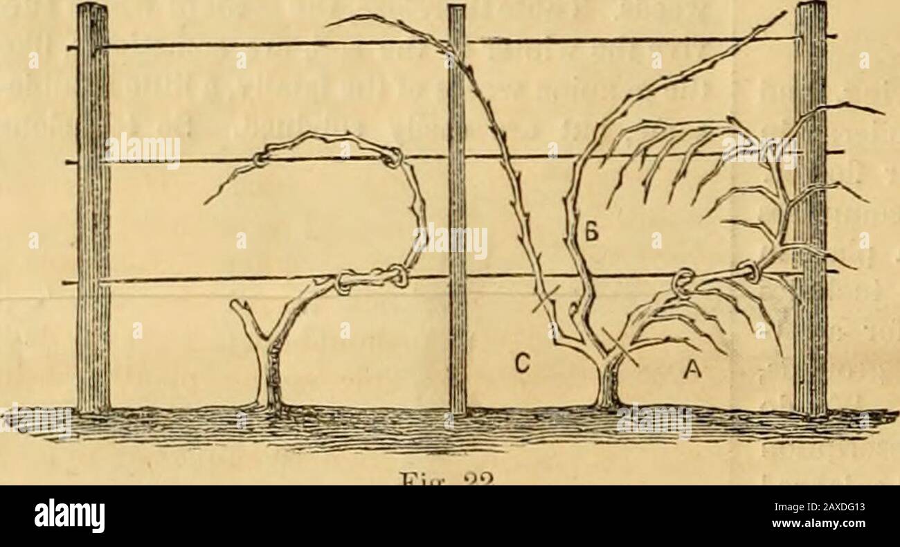 Vine training system hi-res stock photography and images - Alamy