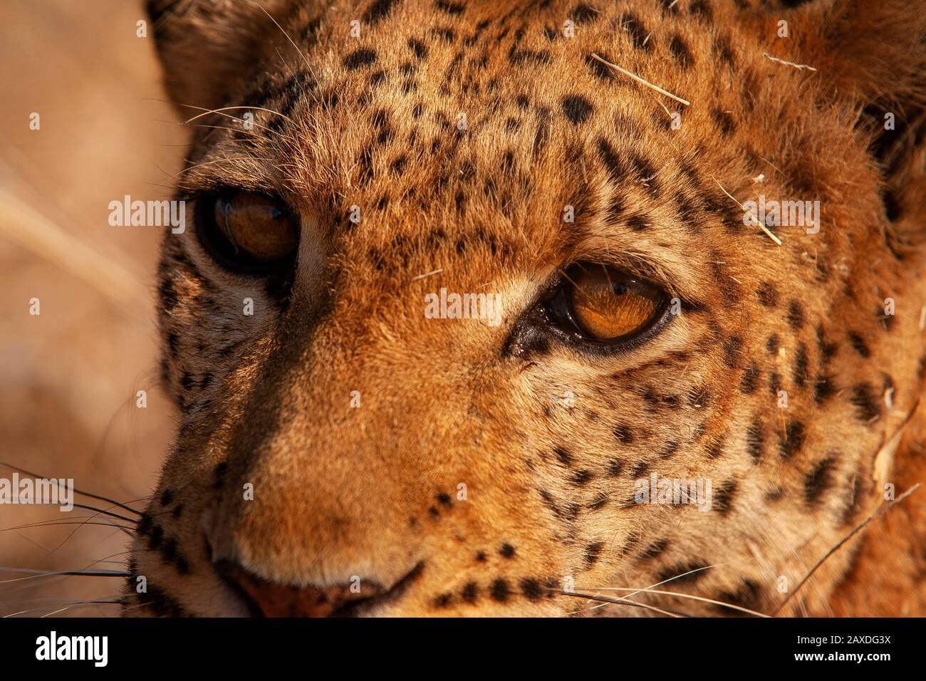 Zelda High Resolution Stock Photography and Images - Alamy