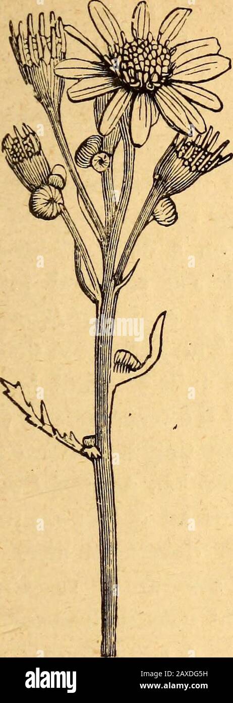 Exstipulate hi-res stock photography and images - Alamy