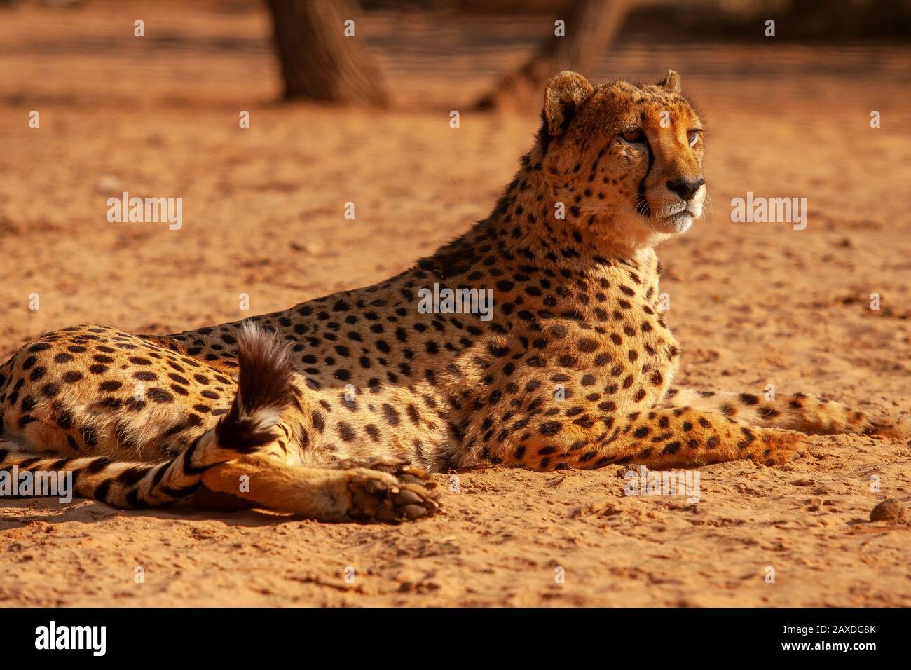 Cheetah at Zelda Farm, Namibia Stock Photo - Alamy