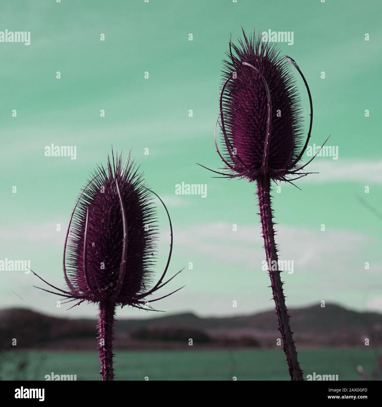 Stylised heads hi-res stock photography and images - Alamy