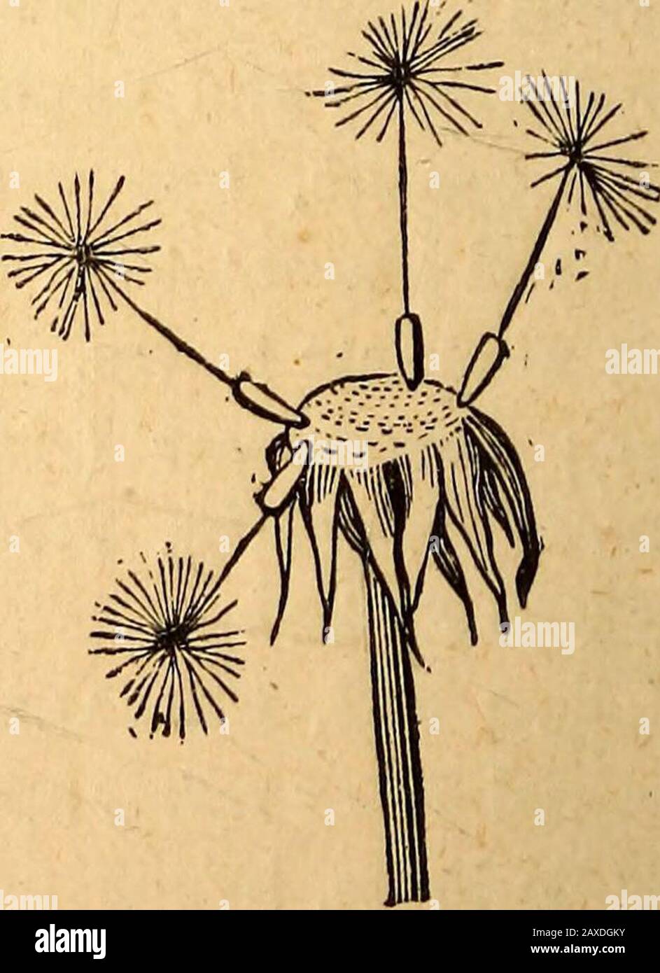 Exstipulate hi-res stock photography and images - Alamy