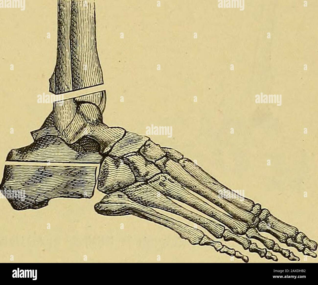 The surgeon's handbook on the treatment of wounded in war : a prize ...