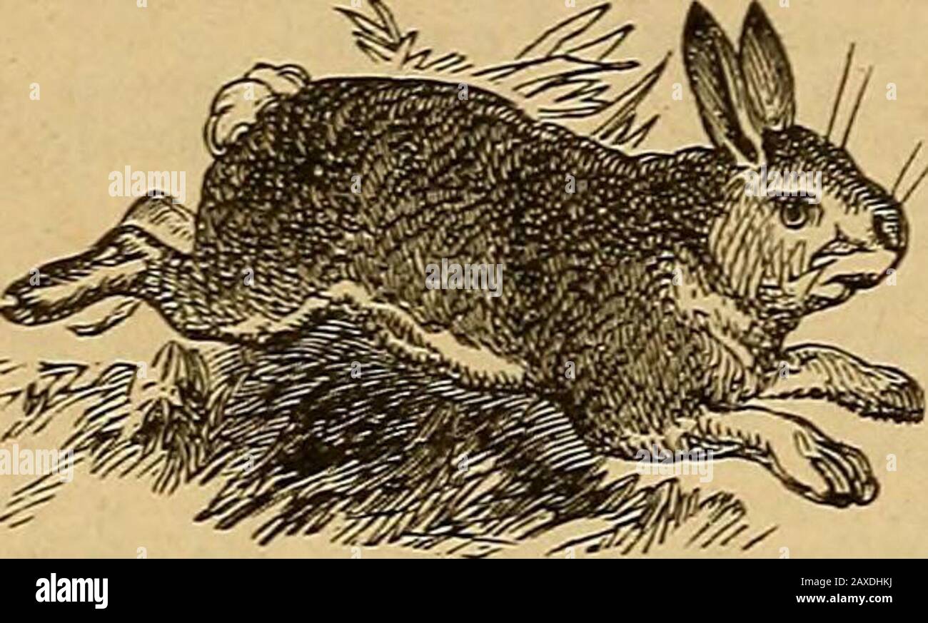 Rab alphabet hi-res stock photography and images - Alamy