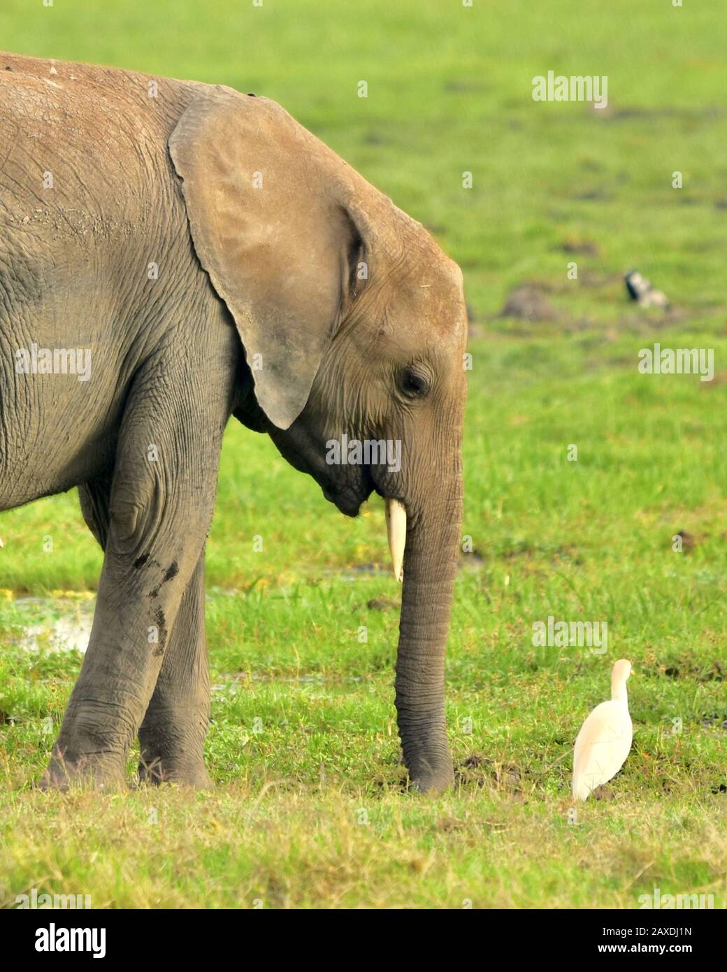 Elephants with calf amboseli hi-res stock photography and images - Alamy