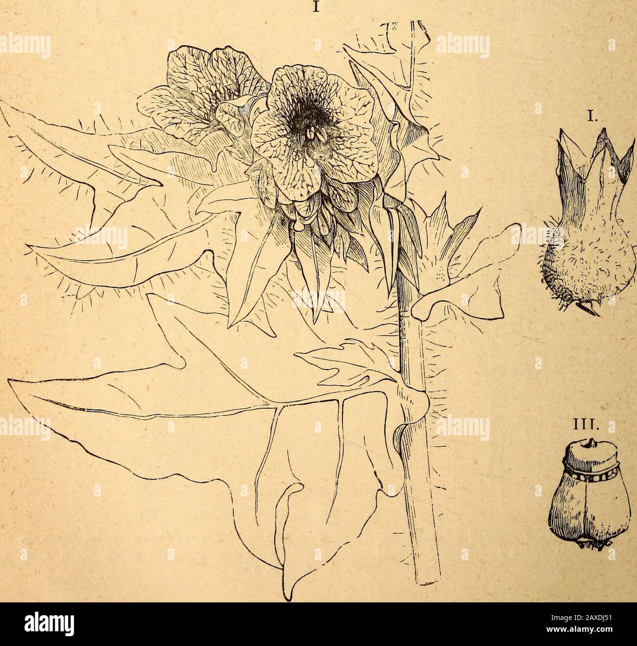 Belladonna deadly ni hi-res stock photography and images - Alamy