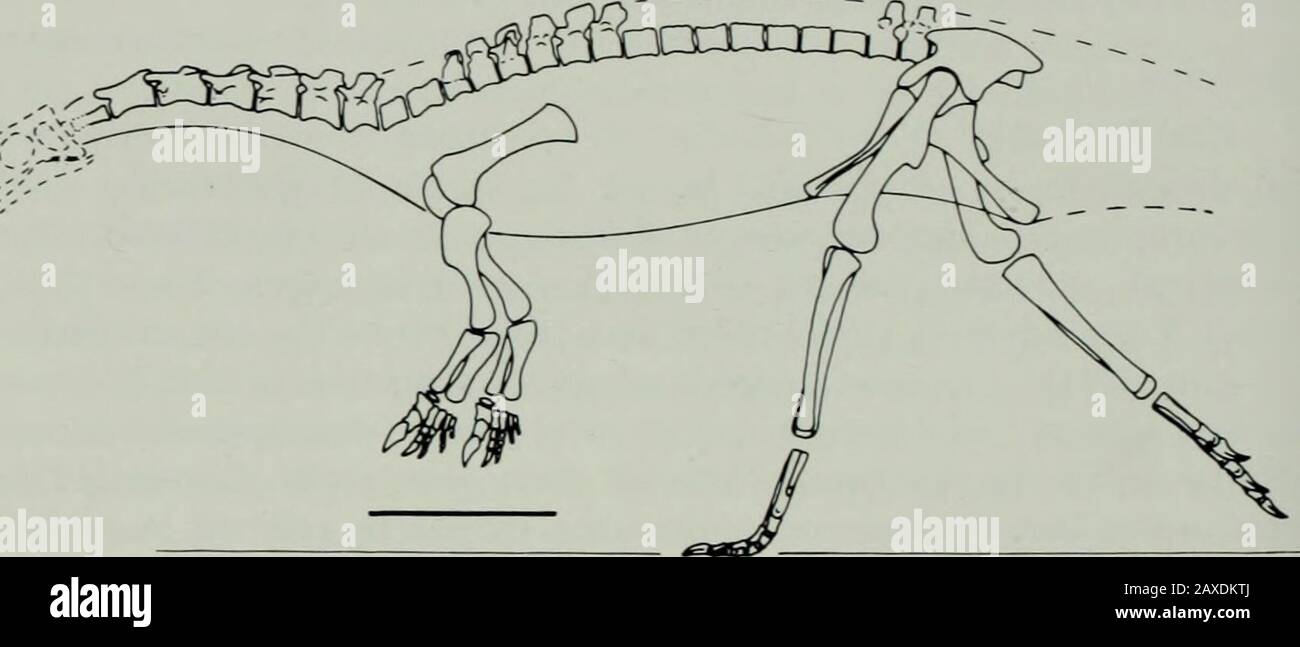 Efraasia hi-res stock photography and images - Alamy