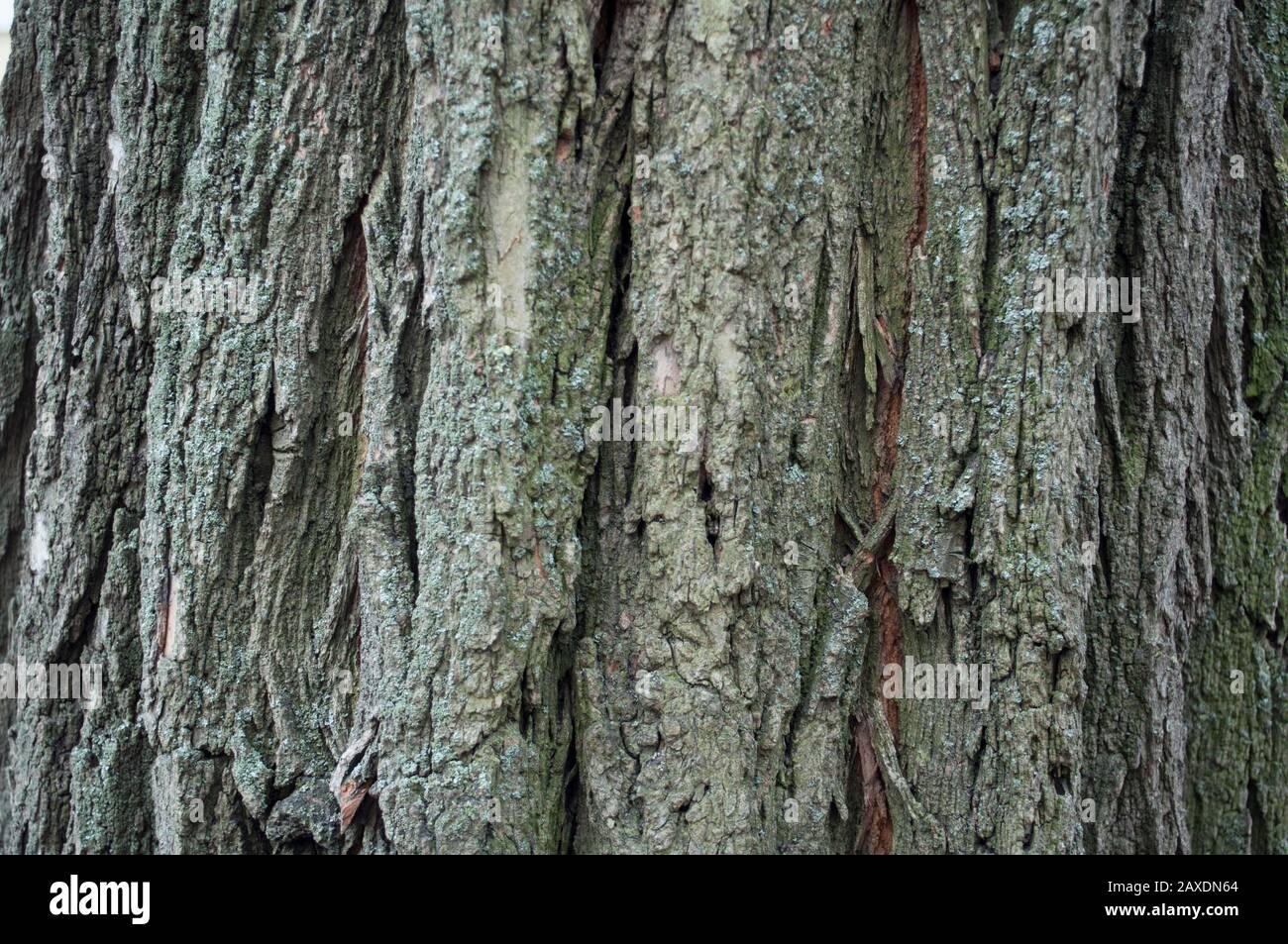 Old acacia cortex texture, gray, with coarse and deep furrows ...