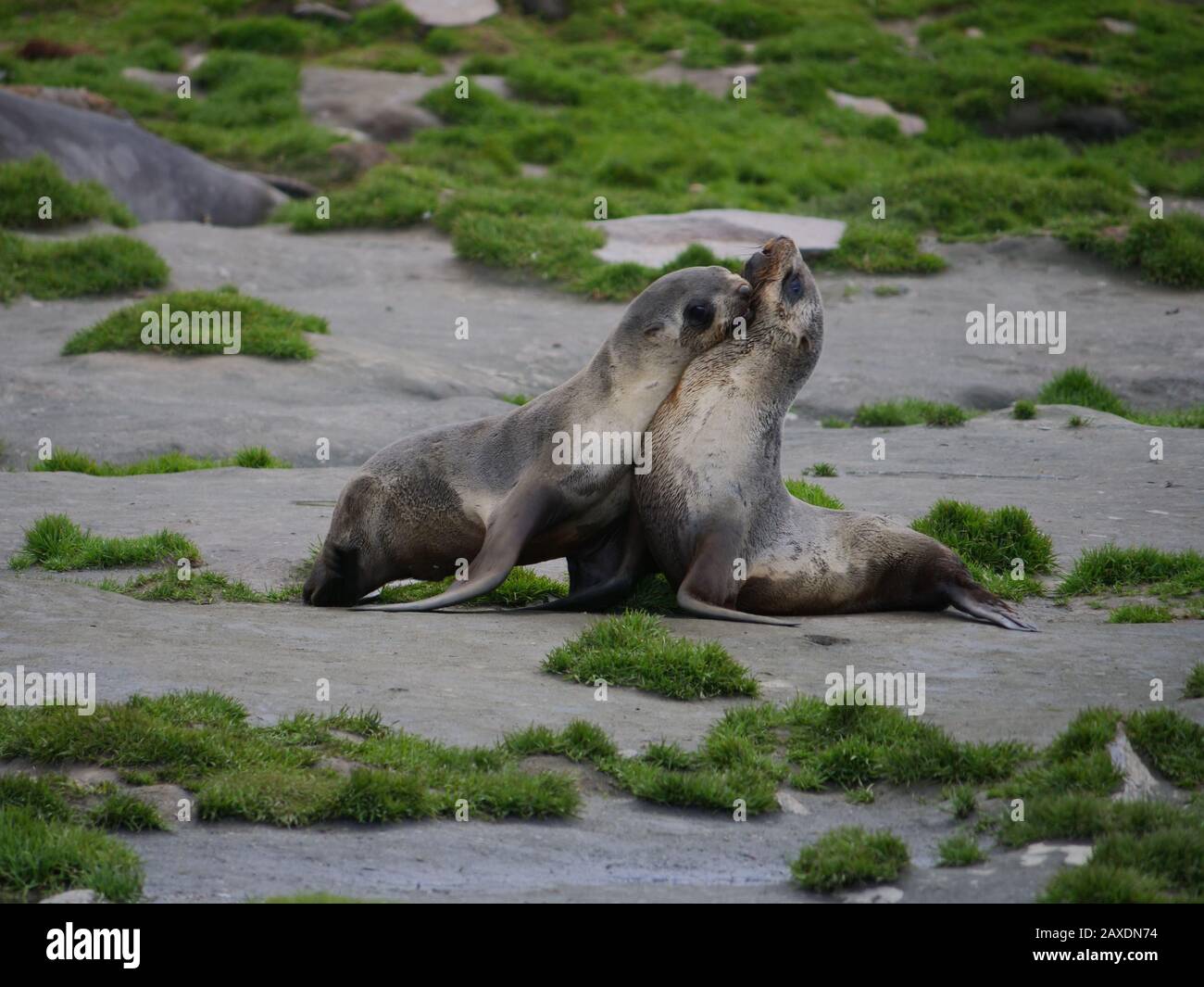 Weddell seals hi-res stock photography and images - Alamy