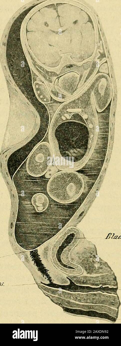 Osis hi-res stock photography and images - Alamy