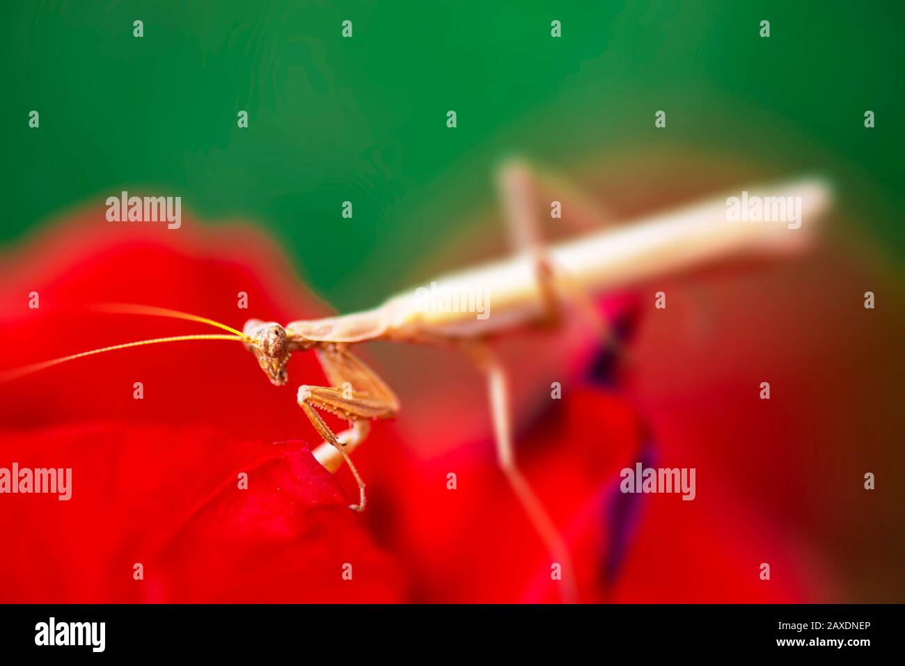 Close up shot of a mantis on a red flower and green background Stock ...