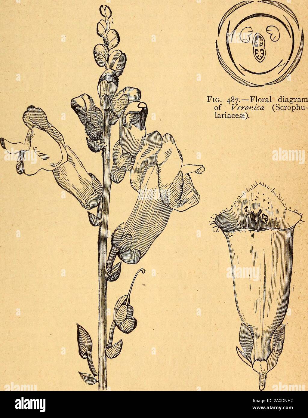 Gamopetalous hi-res stock photography and images - Alamy