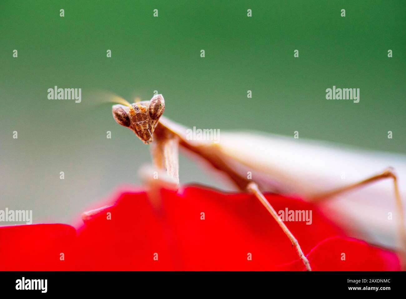 Praying mantis face close up hi-res stock photography and images - Alamy