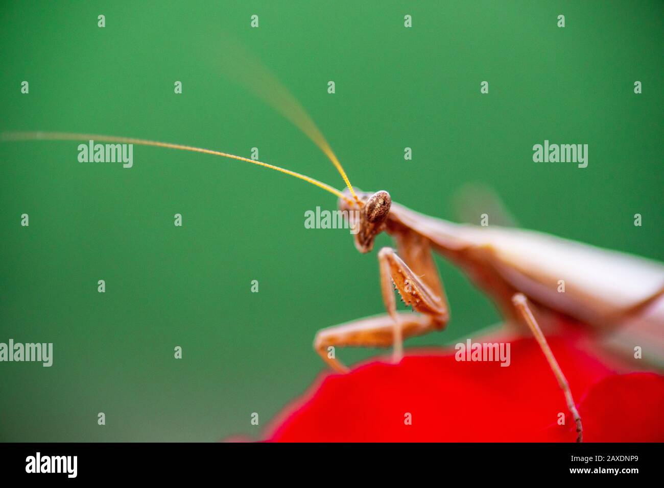 Praying mantis face close up hi-res stock photography and images - Alamy