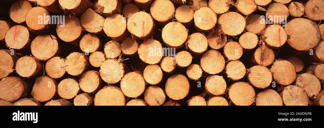 Marked Wood In A Timber Industry, Black Forest, Germany Stock Photo - Alamy