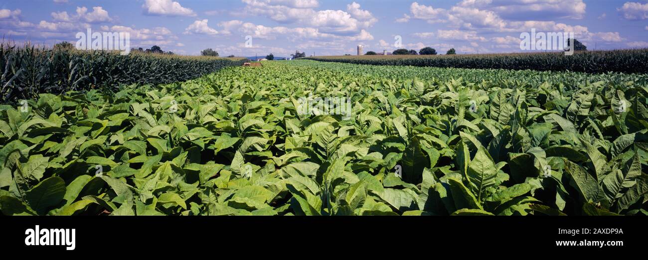 Pennsylvania plantation hi-res stock photography and images - Alamy