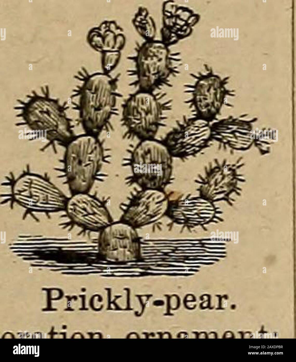 Prig hi-res stock photography and images - Alamy