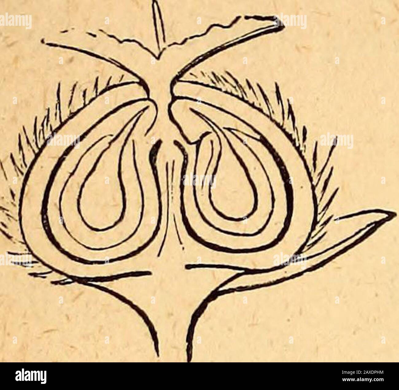Text-book of structural and physiological botany . Fig. A^^.—Ejipkorbm ...