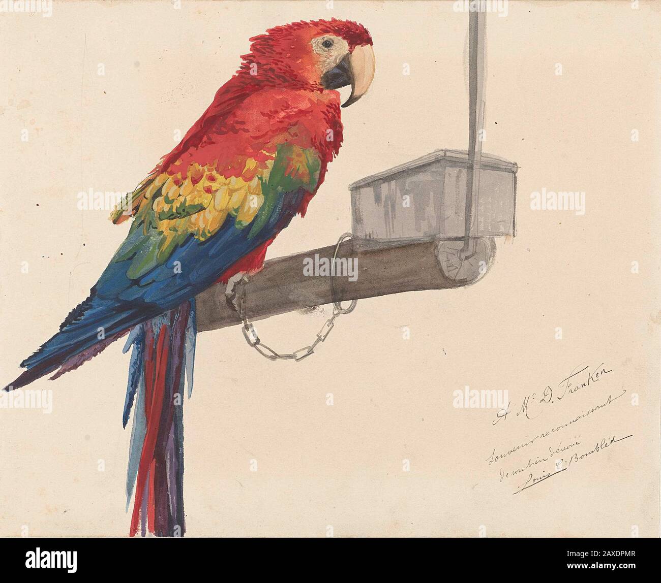 Parrot drawing hi-res stock photography and images - Alamy
