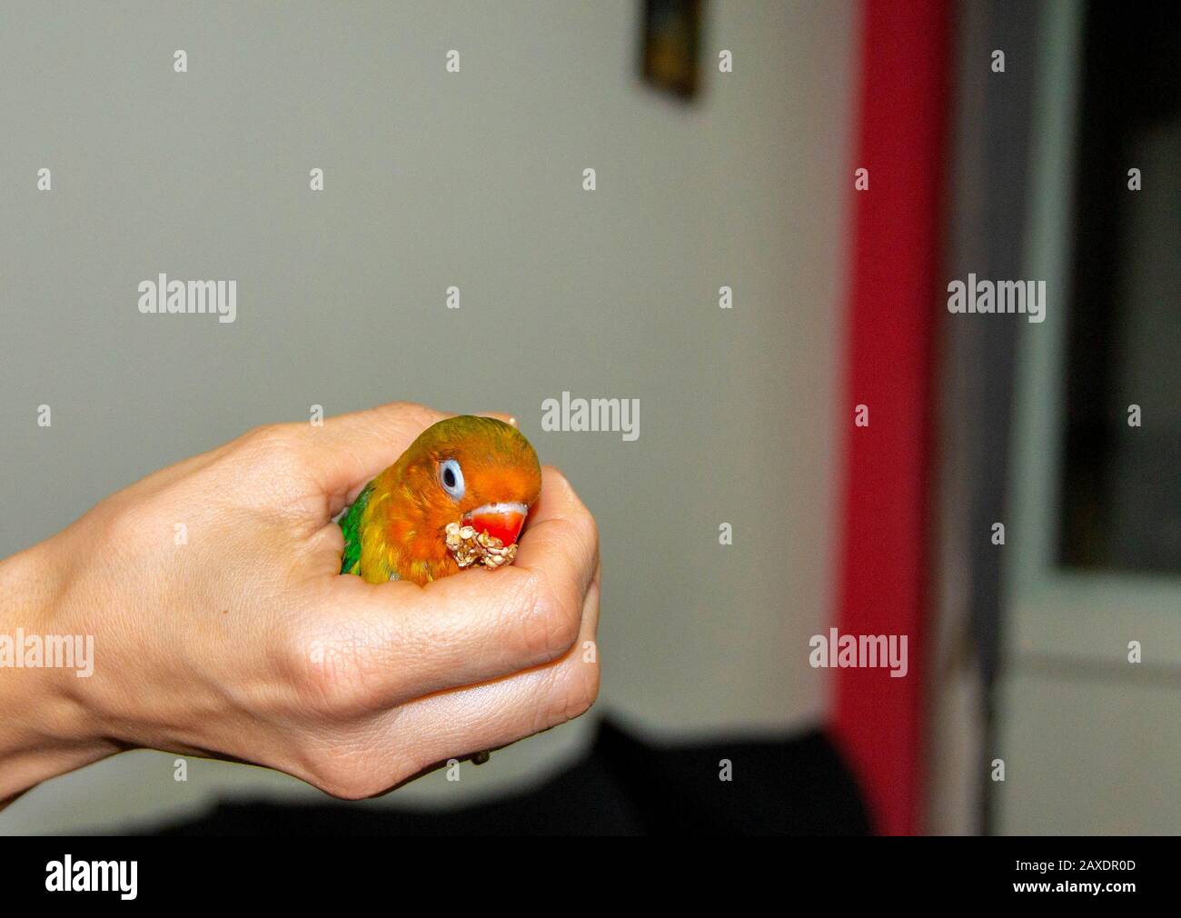 Parrot beak shape hi-res stock photography and images - Alamy