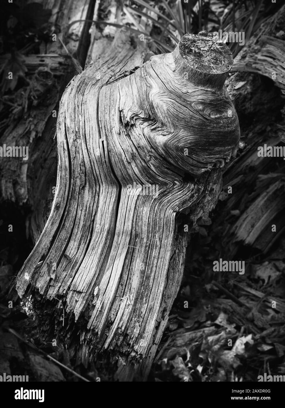 Stump shape Black and White Stock Photos & Images - Alamy
