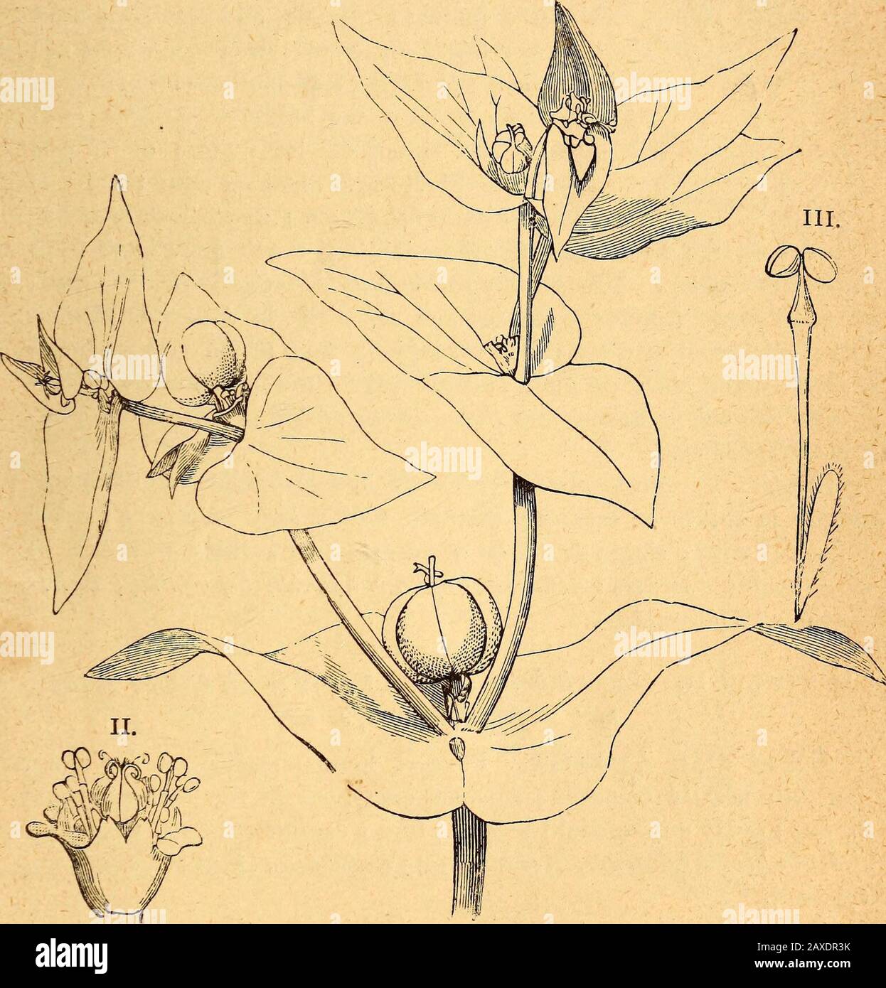 Watery latex hi-res stock photography and images - Alamy