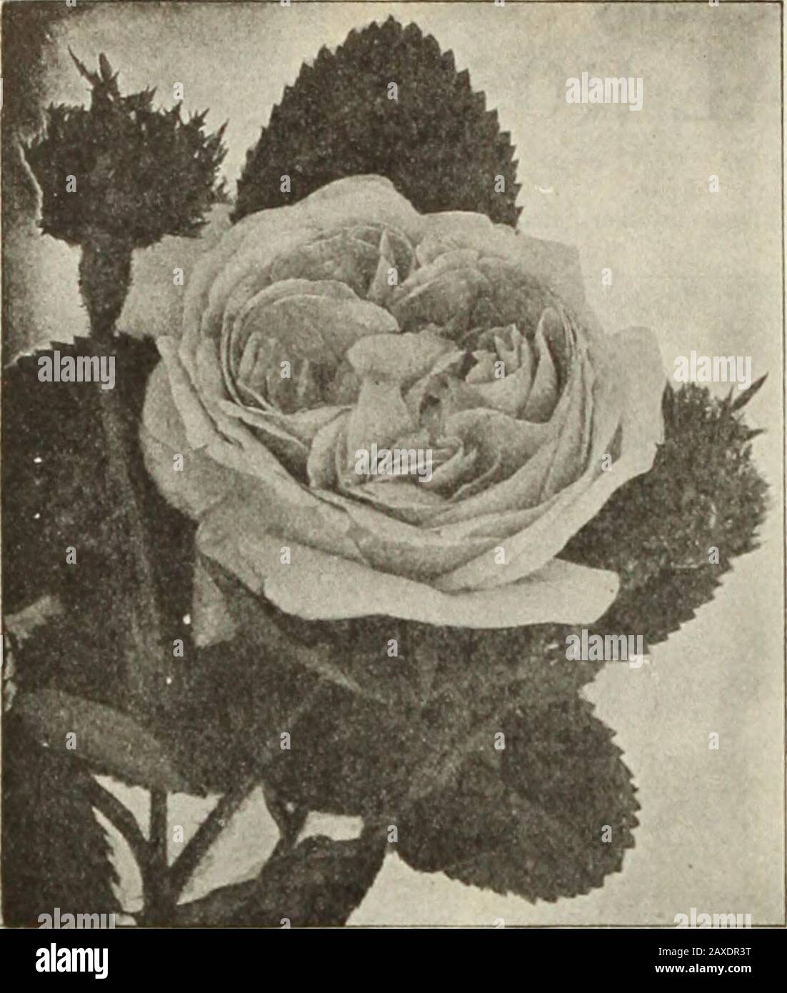 Rose unique blanche hi-res stock photography and images - Alamy