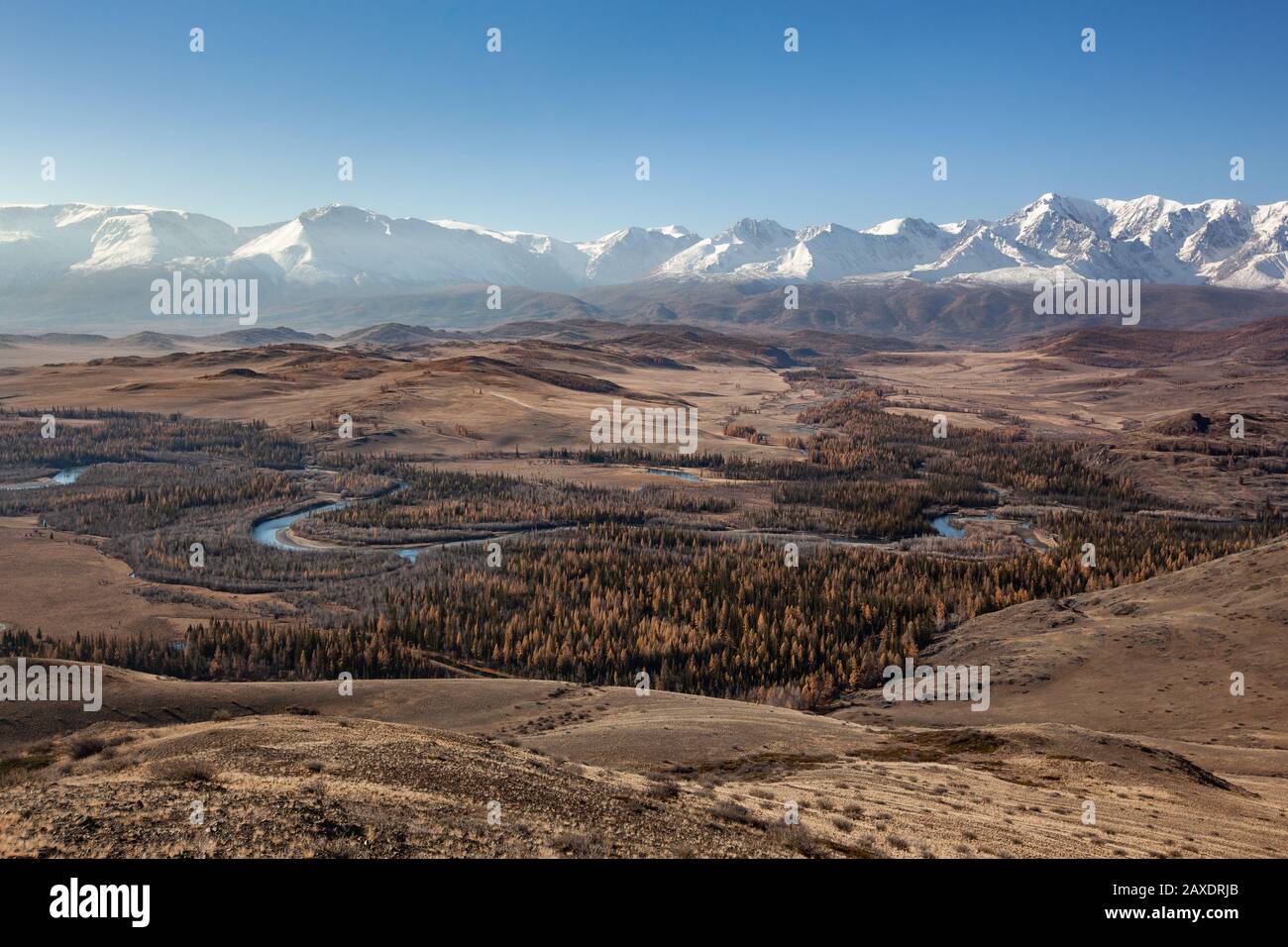 autumn landscape in Altai mountains yellow trees kurai steppe chuya ...