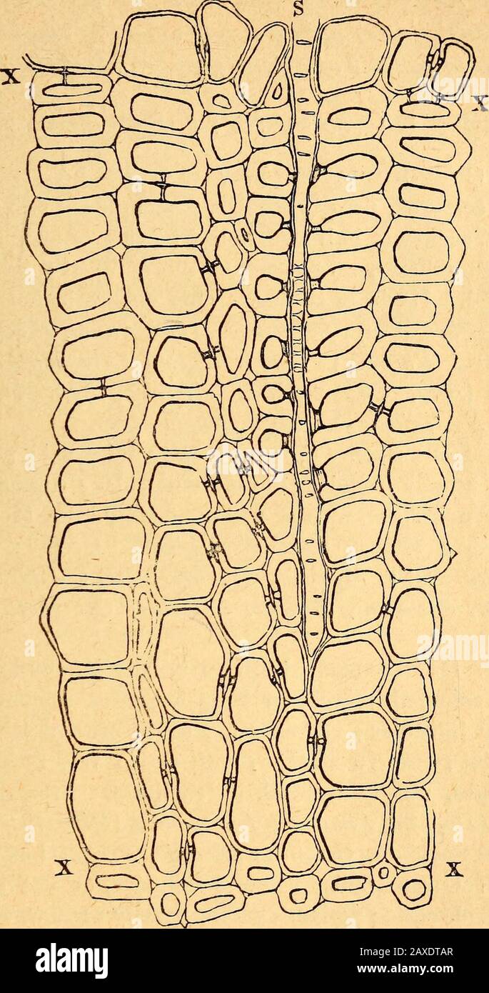 Swollen stem hi-res stock photography and images - Alamy