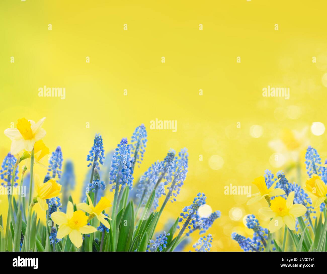 Spring bluebells and daffodils Stock Photo - Alamy