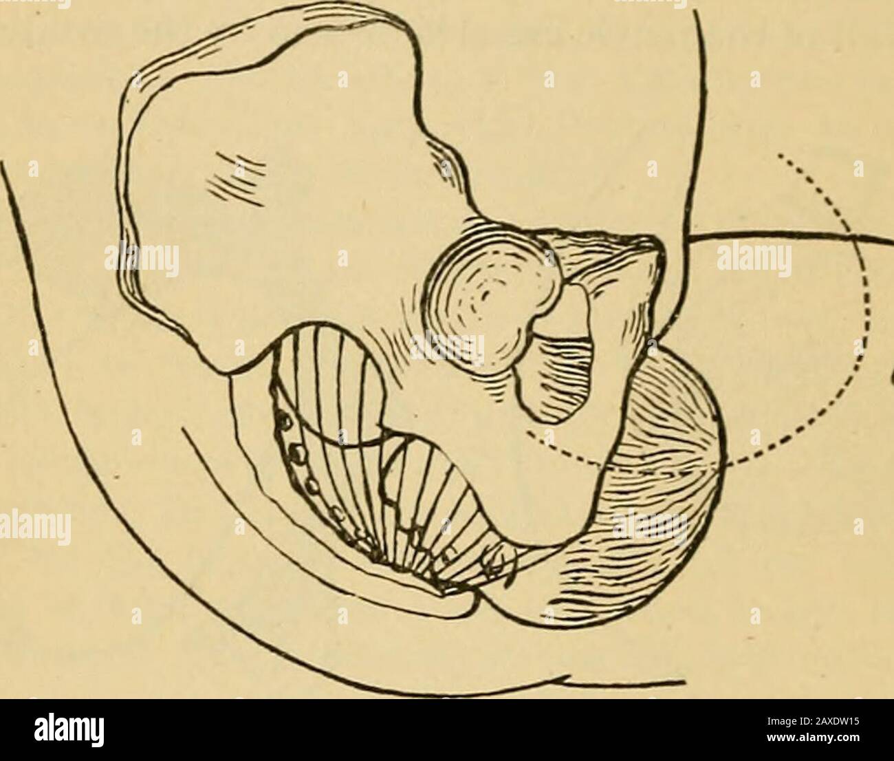 Occiput posterior hi-res stock photography and images - Alamy