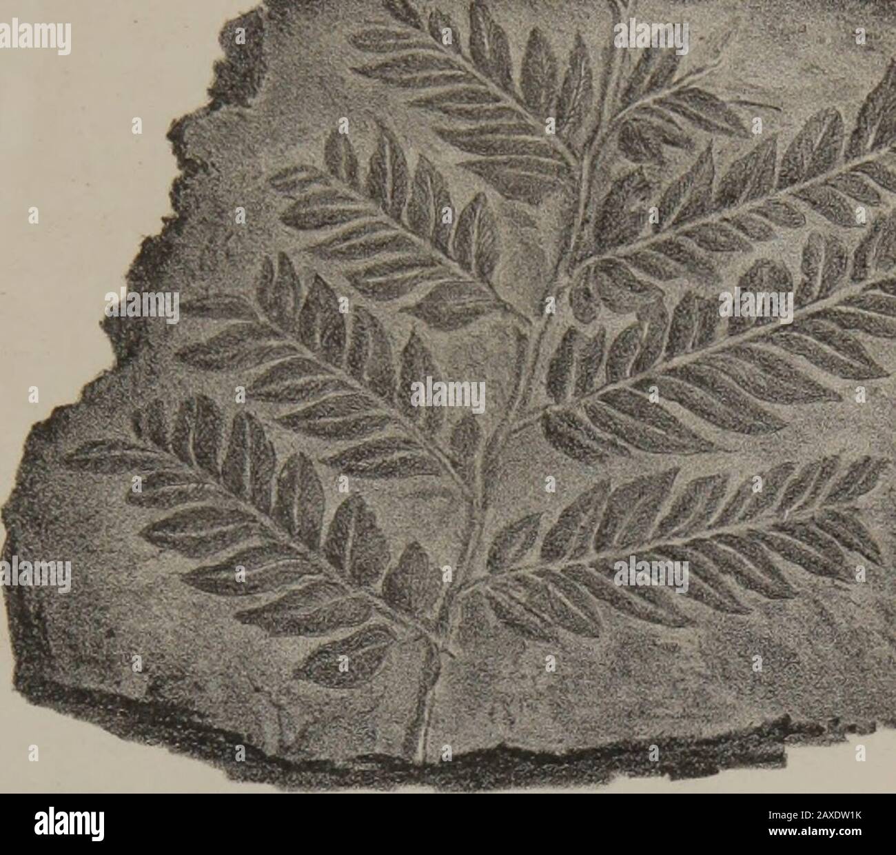 Pecopteris hi-res stock photography and images - Alamy