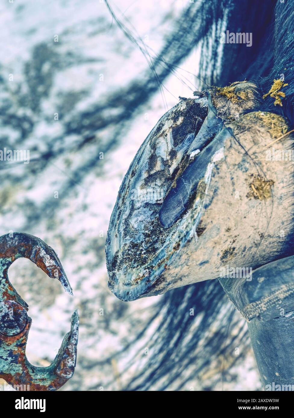 Horse farm stuff is trimming worn horse hoof called frog. Farrier ...