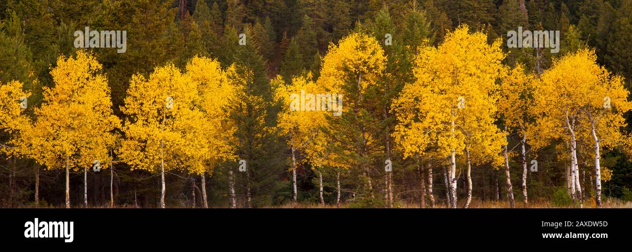 Aspen trees growing in a forest, Grand Teton National Park, Wyoming ...