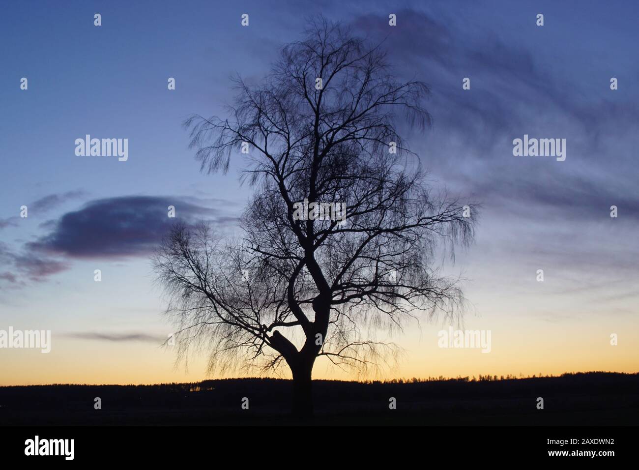 Lonesome tree hi-res stock photography and images - Alamy
