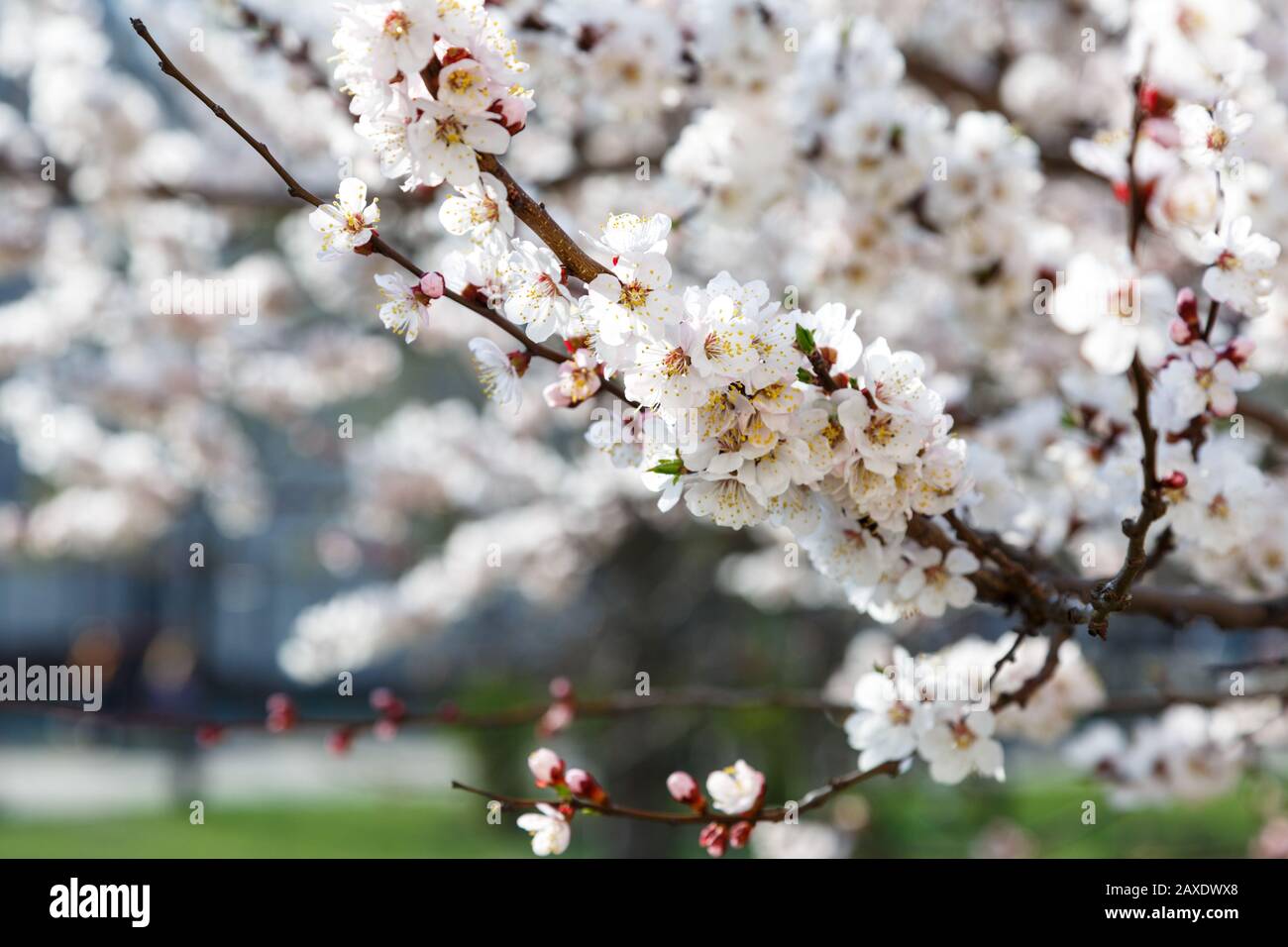 Blossoming cherry trees in spring. Sakura branches with sunlight. Nature background Stock Photo ...