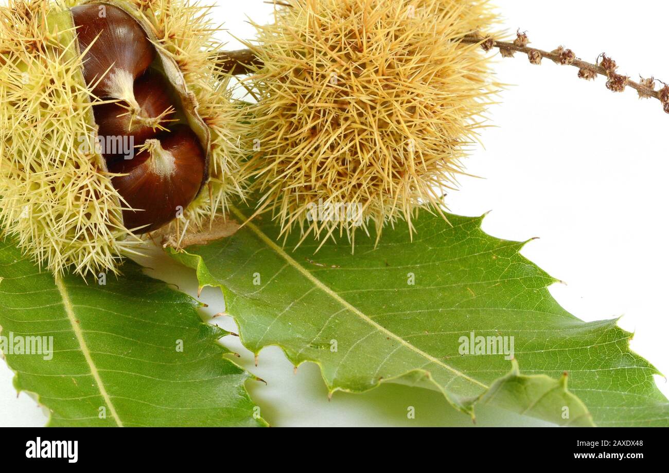 Chestnut isolated on white background Stock Photo - Alamy