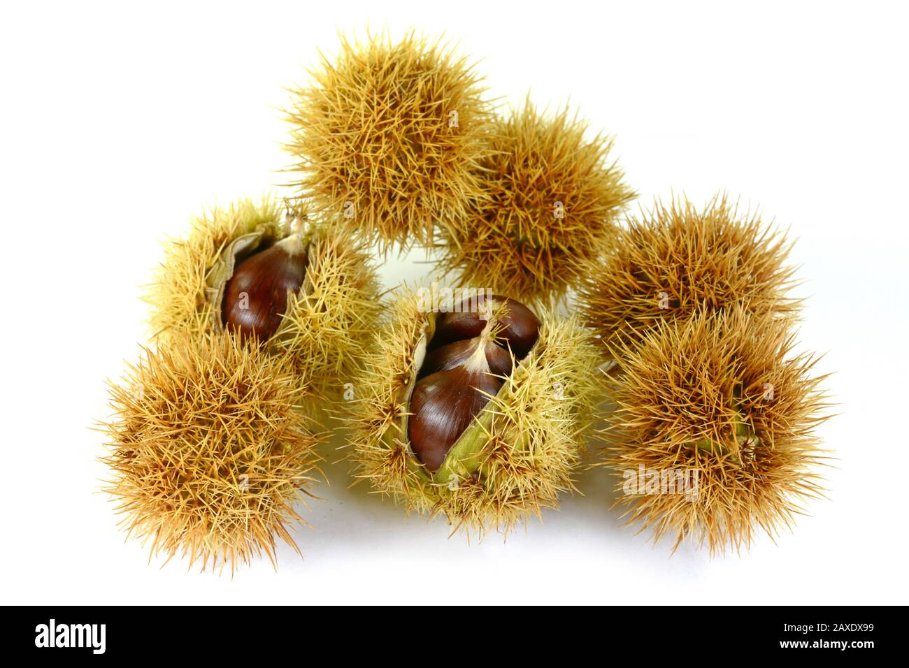 Chestnut isolated on white background Stock Photo - Alamy