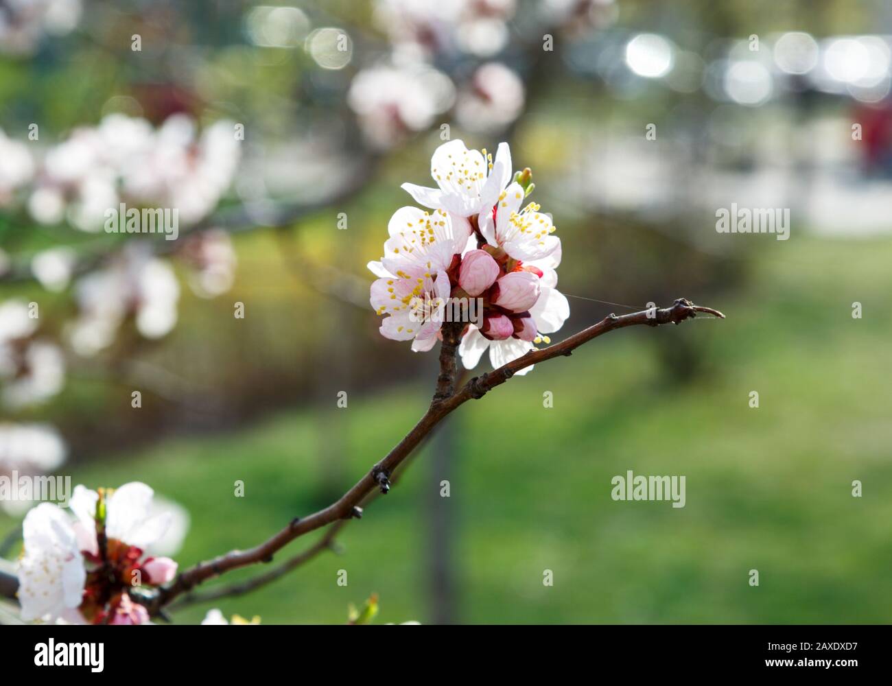 Blossoming cherry trees in spring. Sakura branches with sunlight. Nature background Stock Photo ...