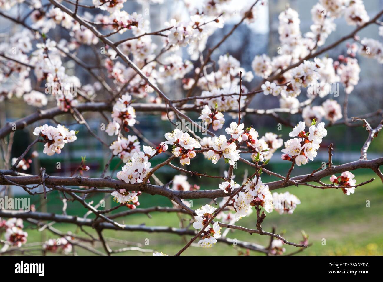 Blossoming cherry trees in spring. Sakura branches with sunlight. Nature background Stock Photo ...