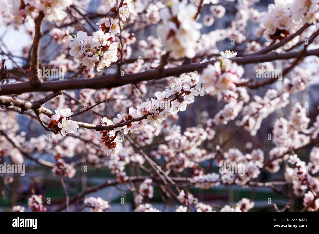 Blossoming cherry trees in spring. Sakura branches with sunlight. Nature background Stock Photo ...