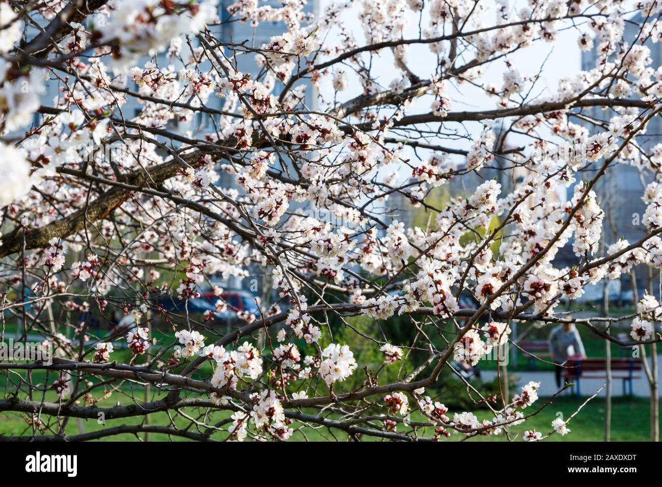 Blossoming cherry trees in spring. Sakura branches with sunlight. Nature background Stock Photo ...