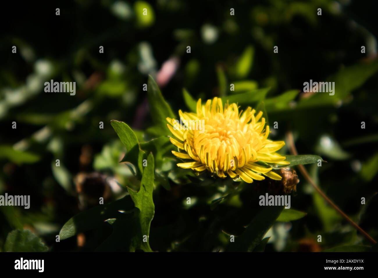 Young spring yellow flowers hi-res stock photography and images - Alamy