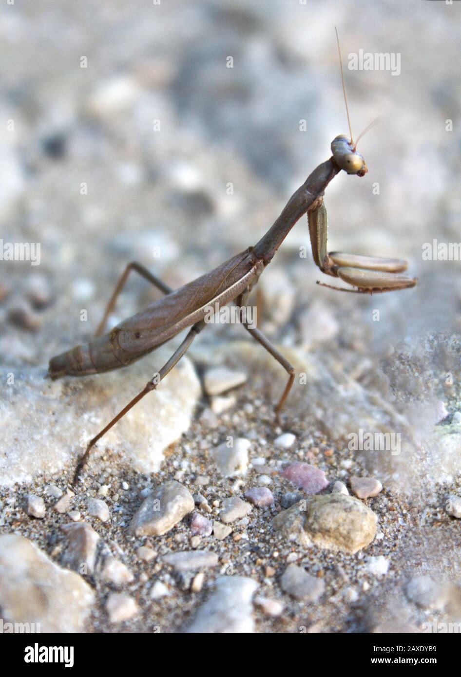 Closeup shot brown mantis hi-res stock photography and images - Alamy