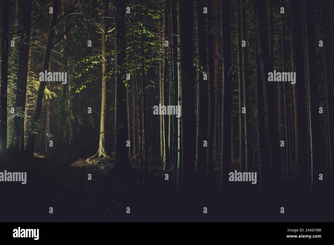 Rain Forest Night Time