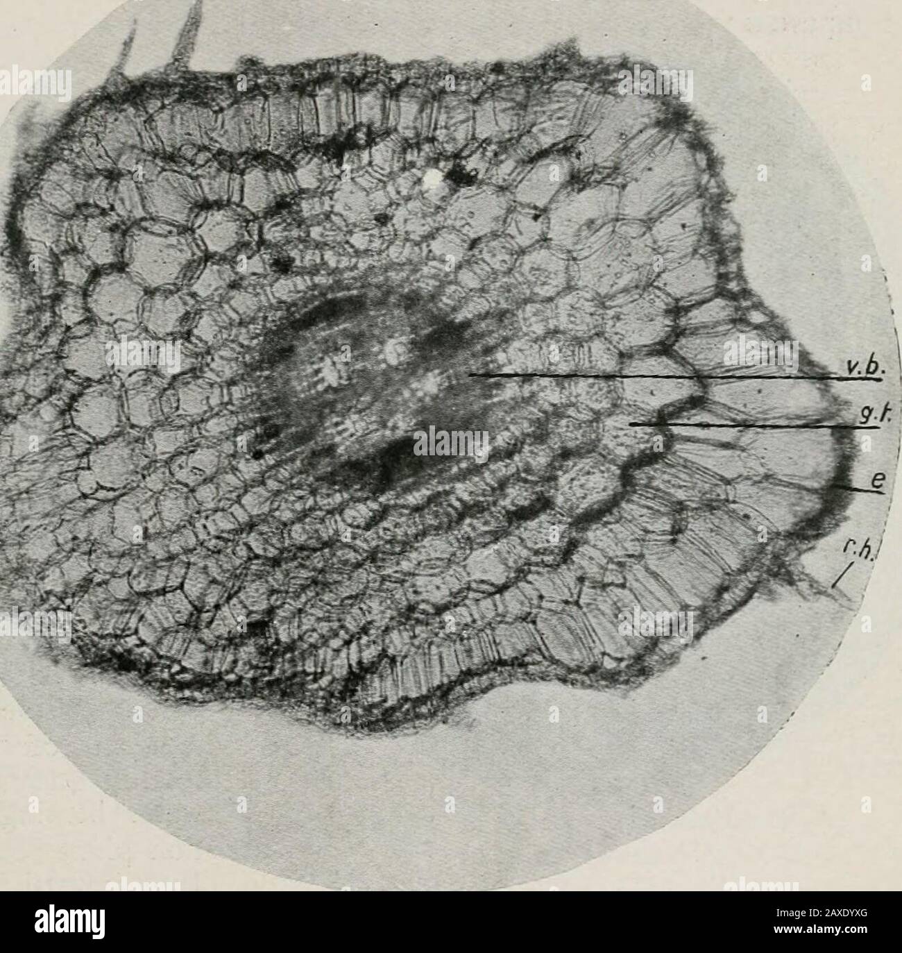 The Journal of the Department of Agriculture, Victoria . 9. TRANSVERSE ...