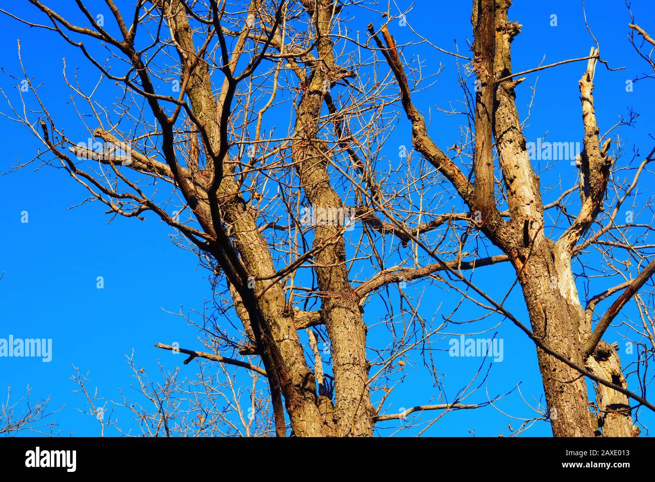 Old oak tree without leaves hi-res stock photography and images - Alamy